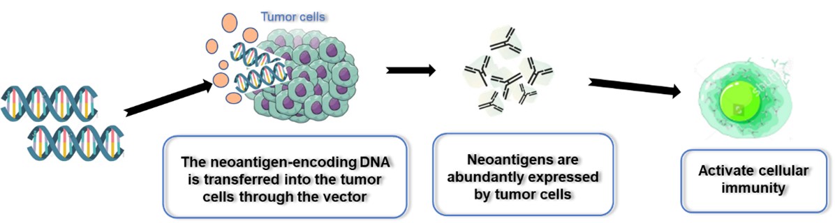 Neoantigen DNA Vaccines - Alfa Cytology