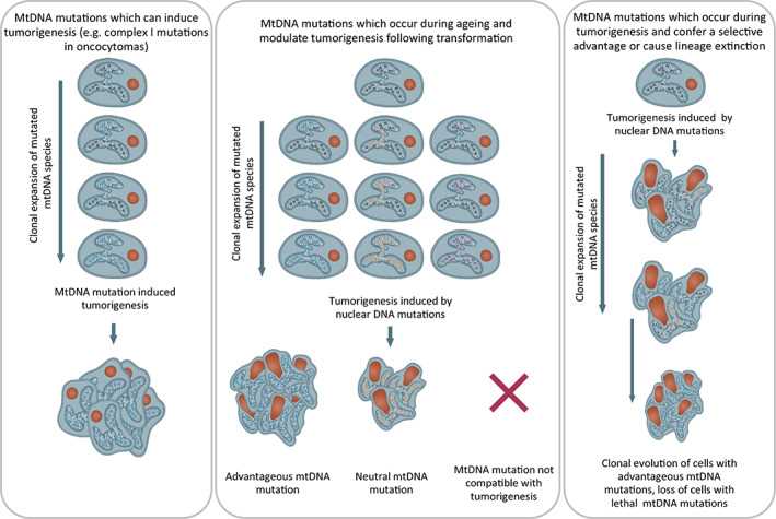 DNA Mutation Biomarker Discovery for Cancer - Alfa Cytology