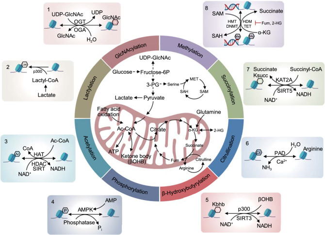 Epigenetic Modification Biomarker Discovery - Alfa Cytology