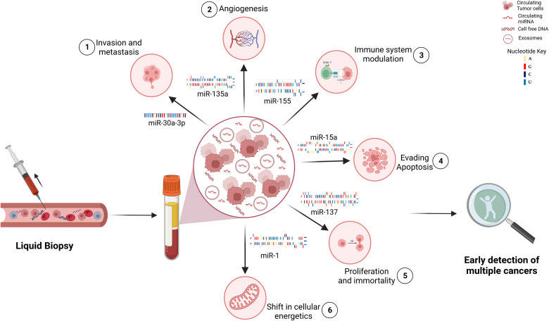 Nucleic Acid-Based Cancer Biomarker Discovery - Alfa Cytology