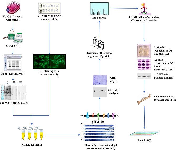 Tumor-Associated Antigens (TAA) - Alfa Cytology