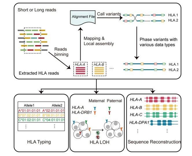 HLA Typing - Alfa Cytology