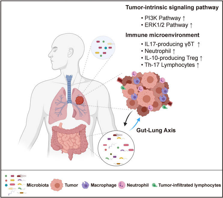 Cancer-Associated Gut Microbiome Biomarker Discovery - Alfa Cytology