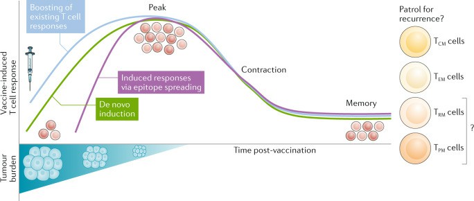 Neoantigen Peptide Synthesis Services - Alfa Cytology