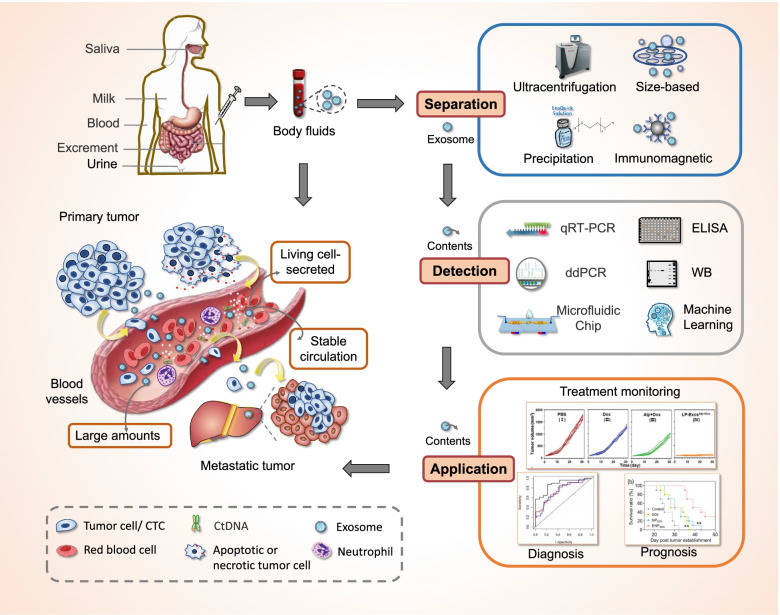 Cancer Diagnostic Development Services - Alfa Cytology