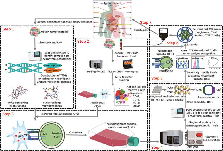 Neoantigen-based Cell Therapy Development - Alfa Cytology