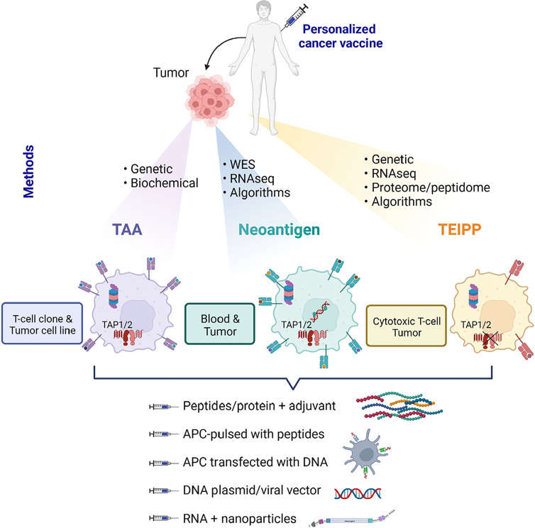 Neoantigen Vaccine Development - Alfa Cytology