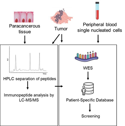 Immunopeptide Enrichment and Identification - Alfa Cytology